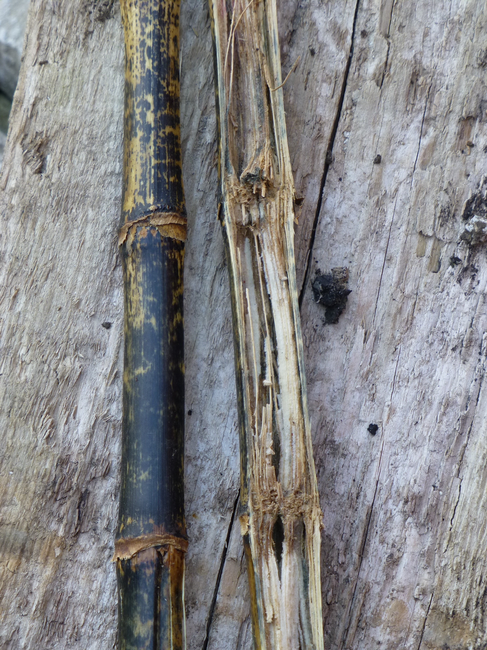 Crop Protection Network