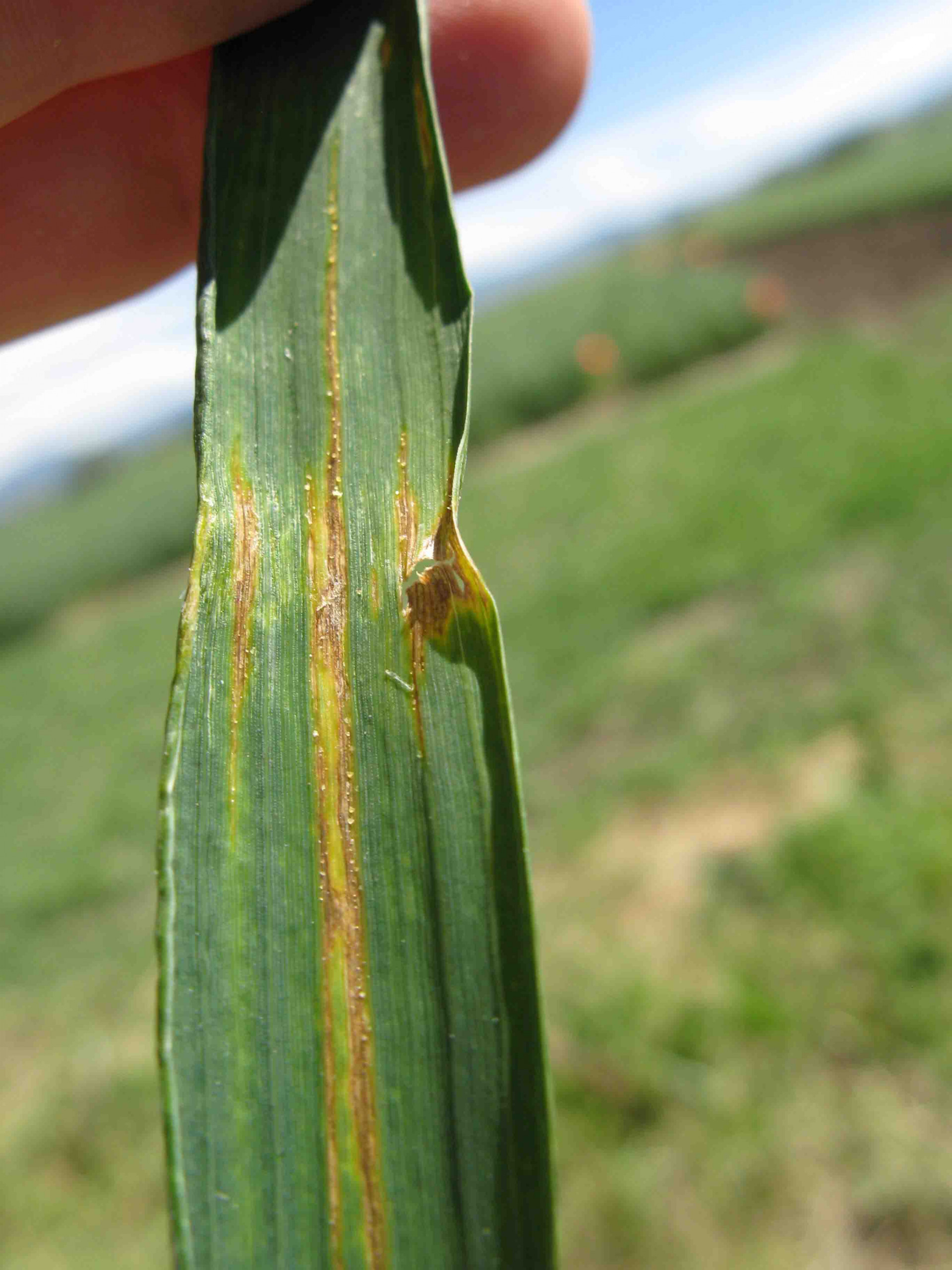 Crop Protection Network