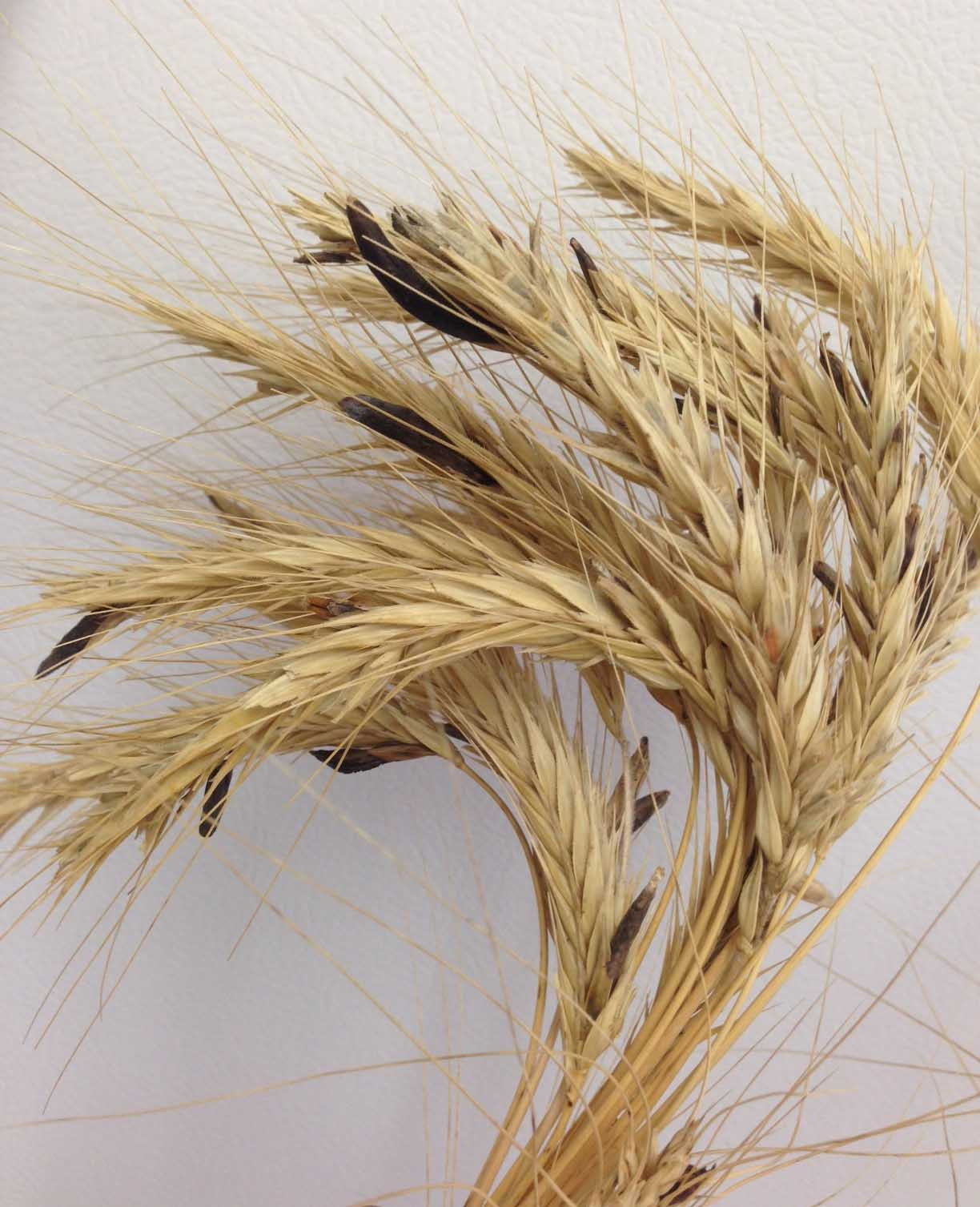 Crop Protection Network