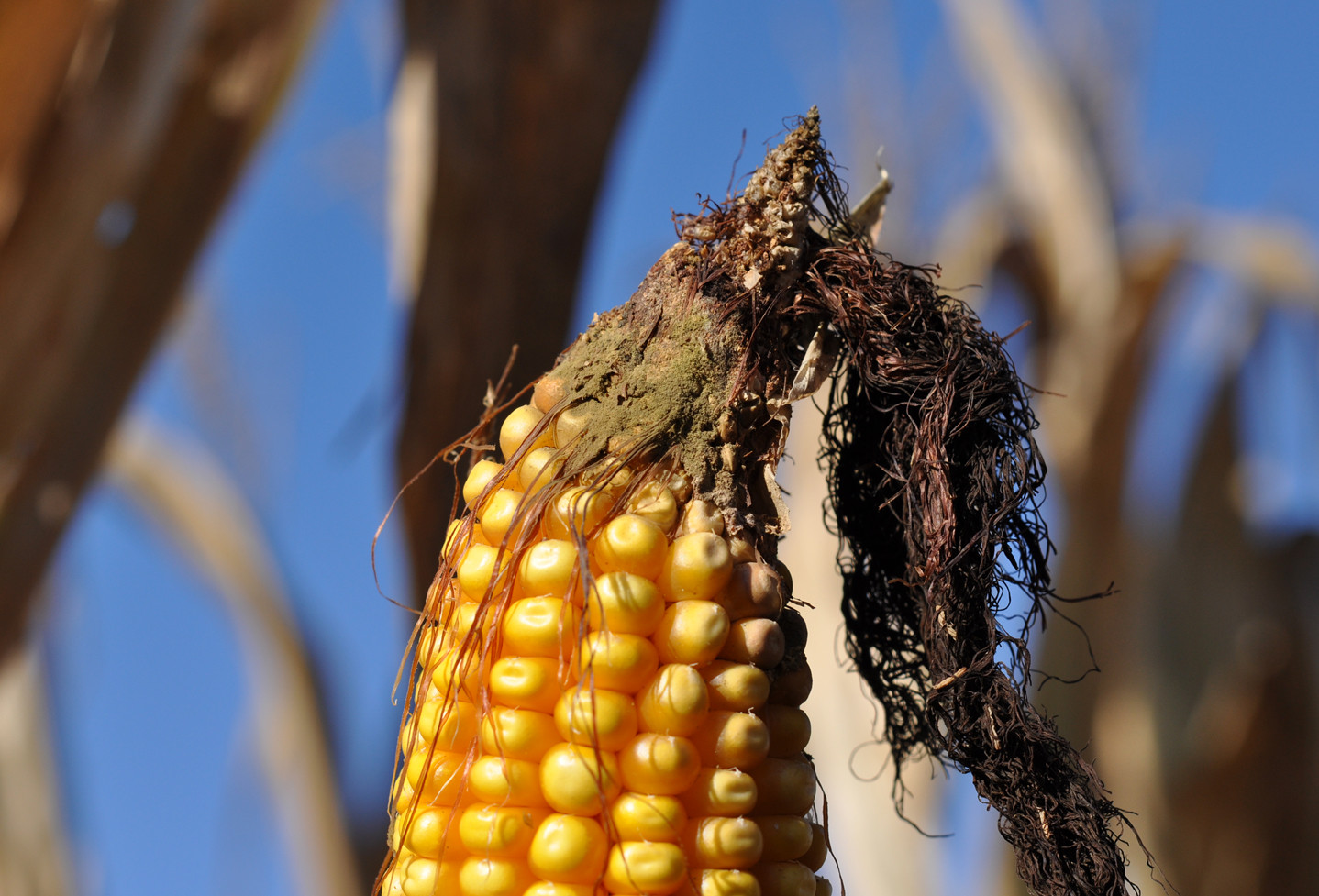Crop Protection Network