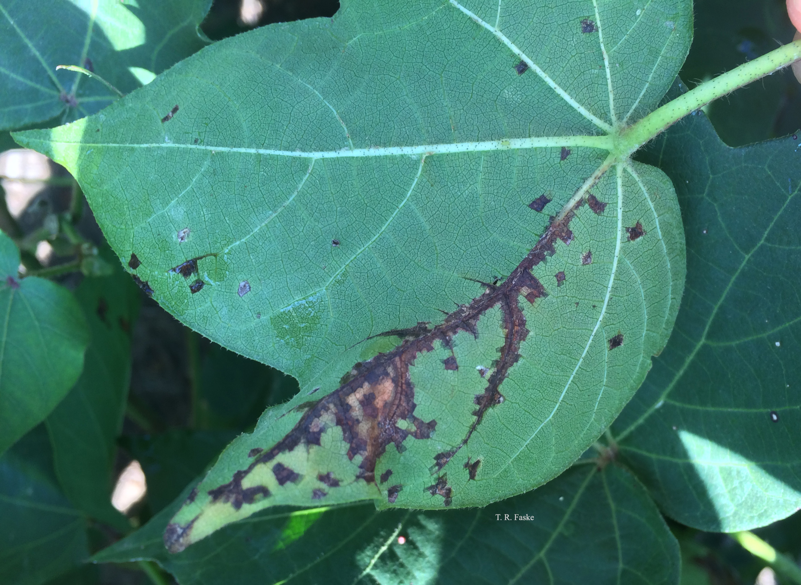 Crop Protection Network