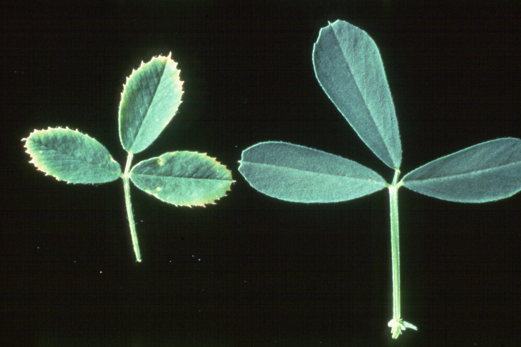 Crop Protection Network