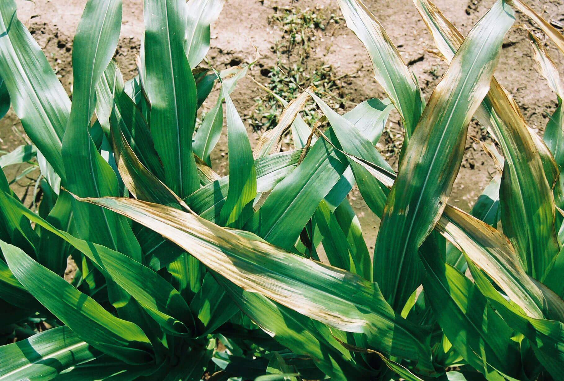 Crop Protection Network