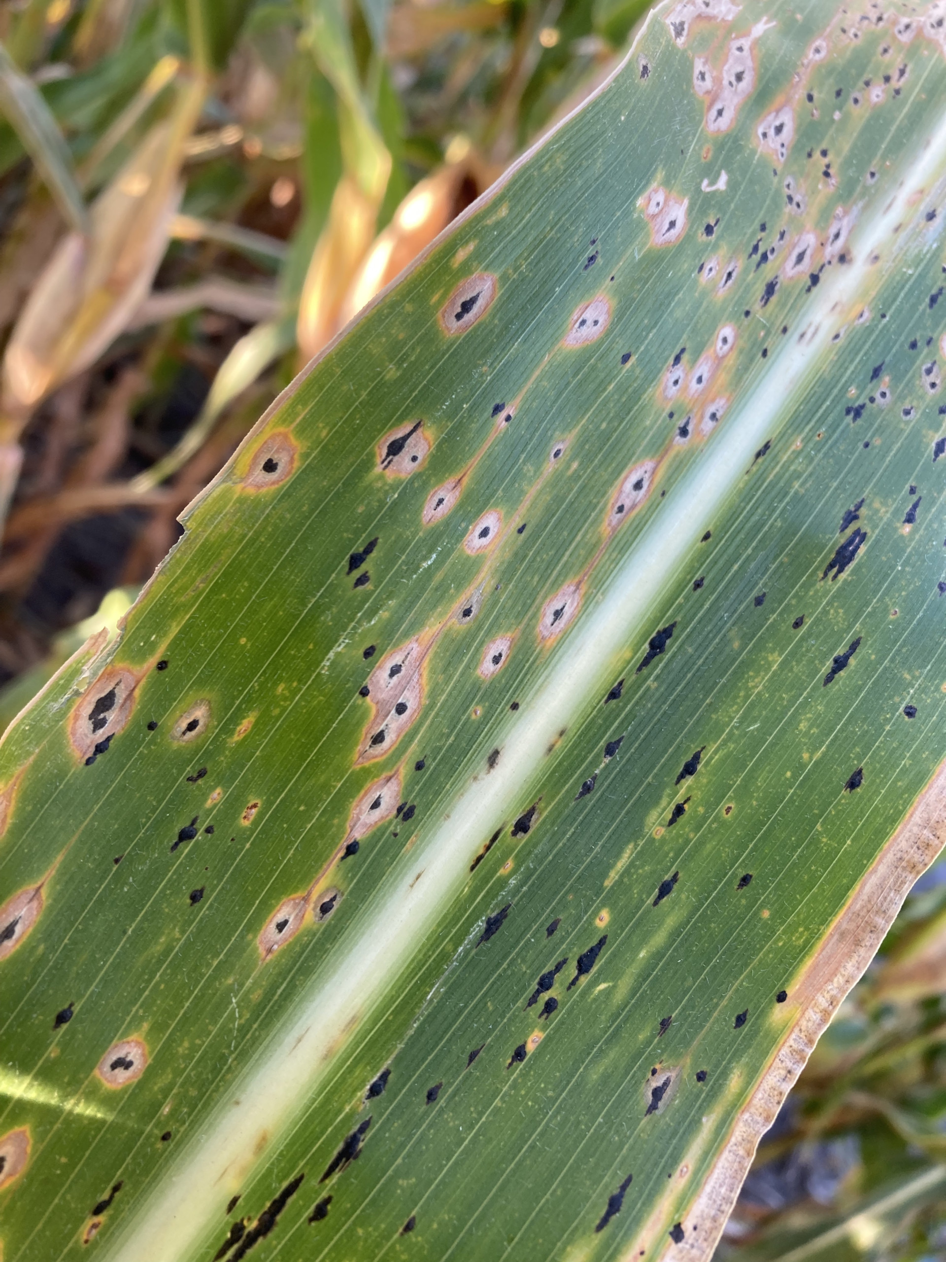 Crop Protection Network