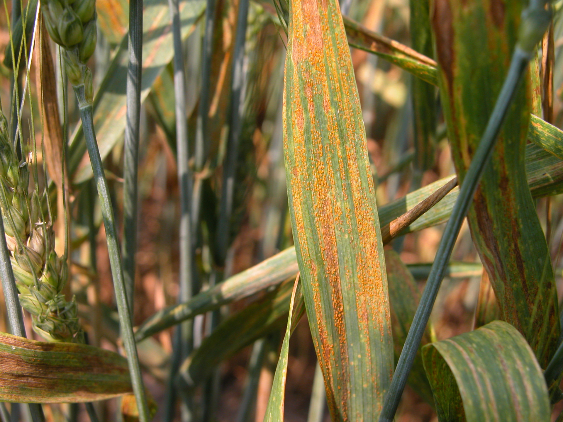 Crop Protection Network