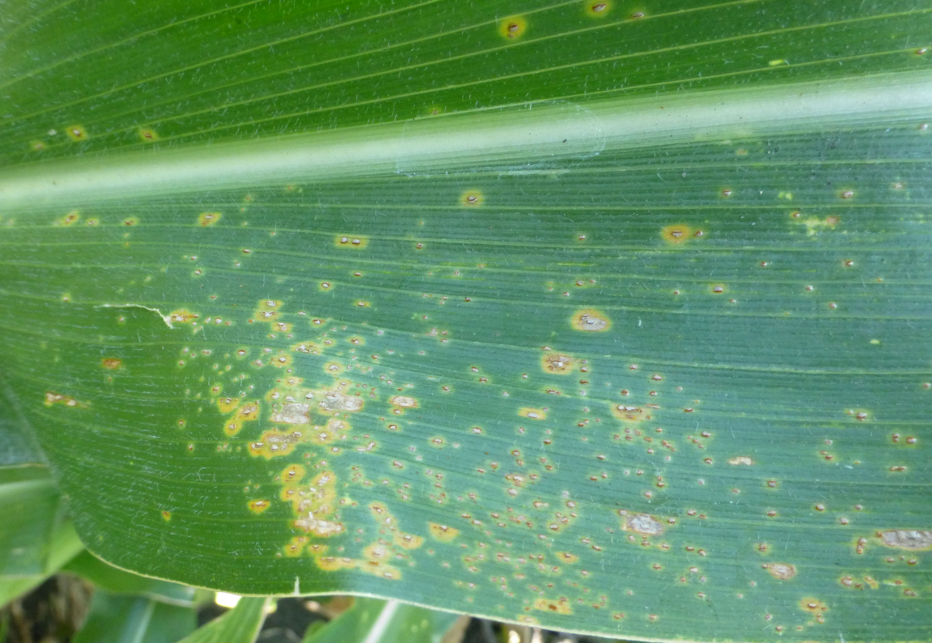 Crop Protection Network