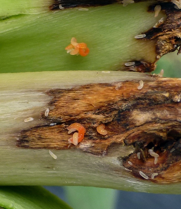 Crop Protection Network